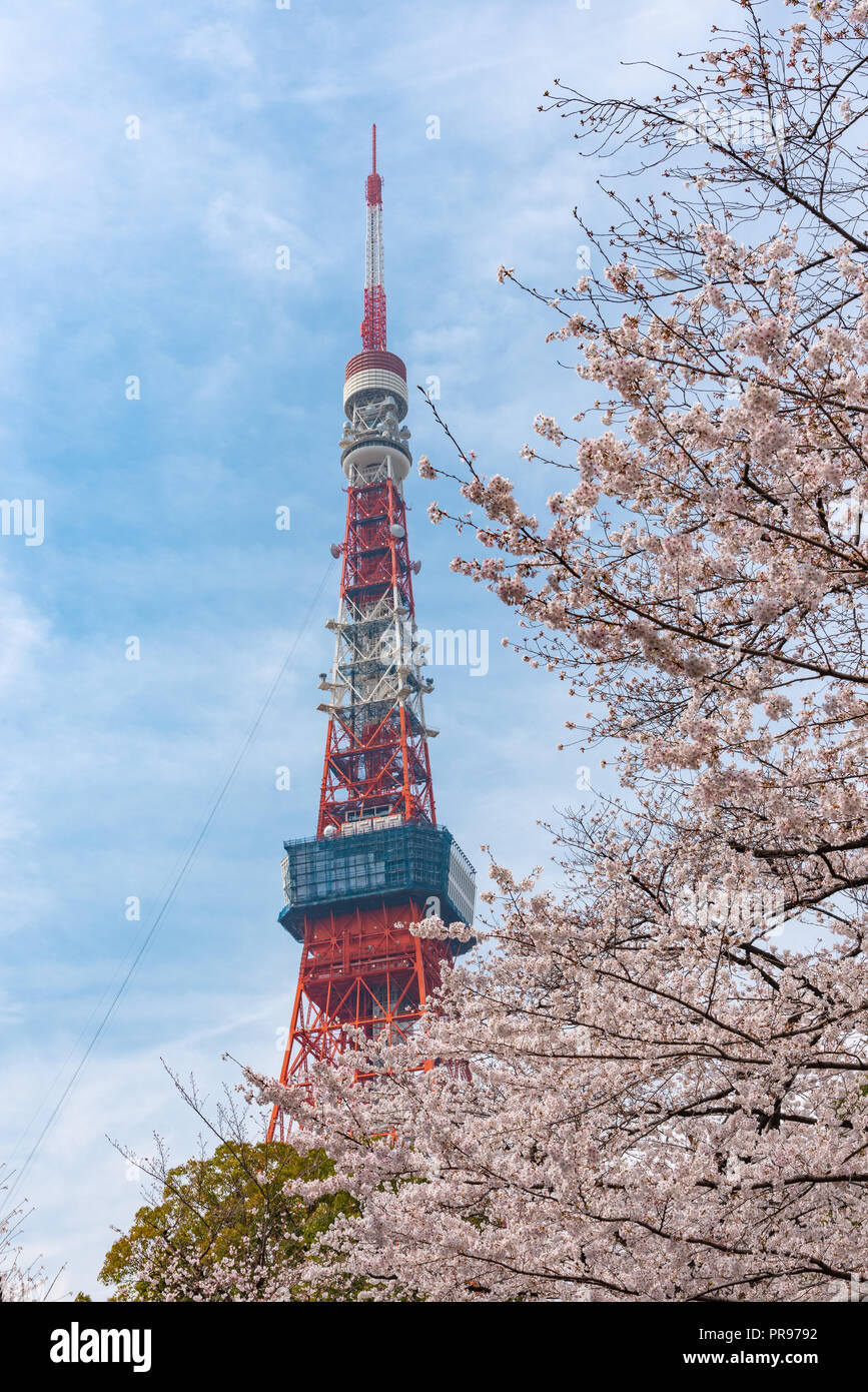 Tokyo tower and Sakura Cherry blossom in spring season at Tokyo, Japan ...