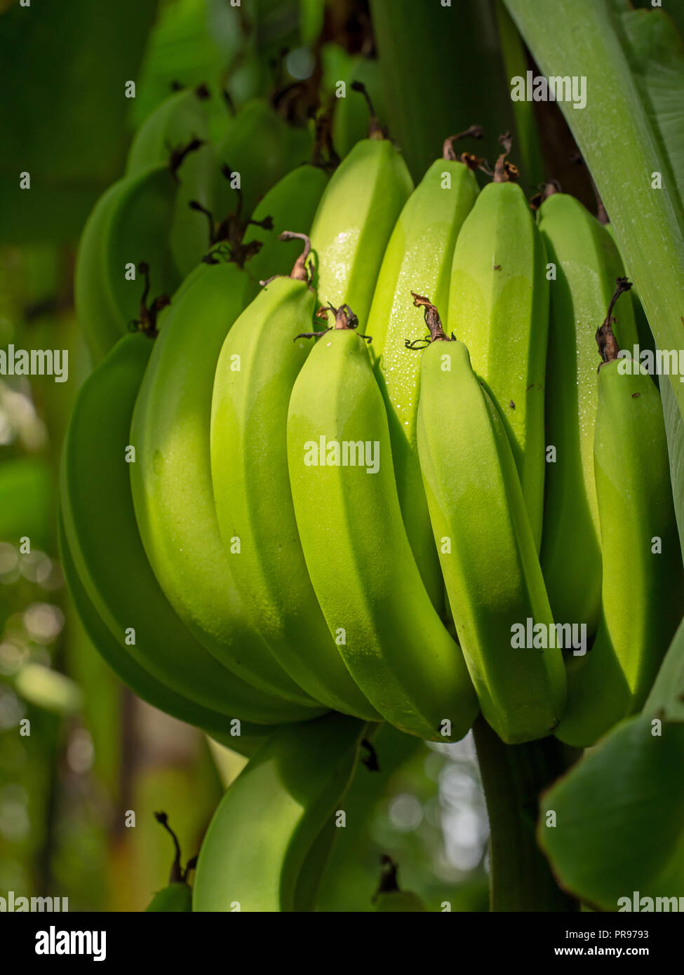 Closeup bananas hi-res stock photography and images - Alamy