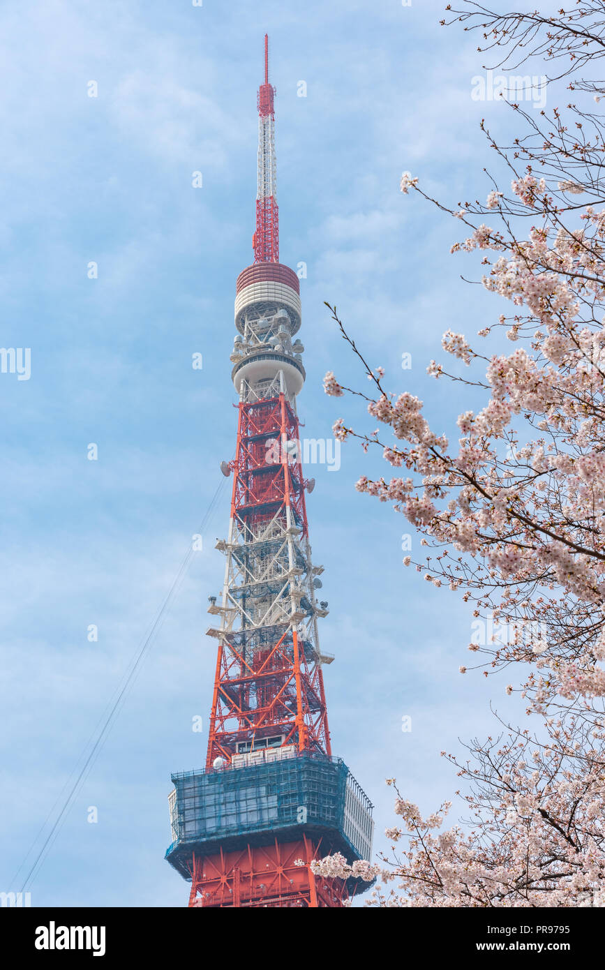 Tokyo tower and Sakura Cherry blossom in spring season at Tokyo, Japan ...