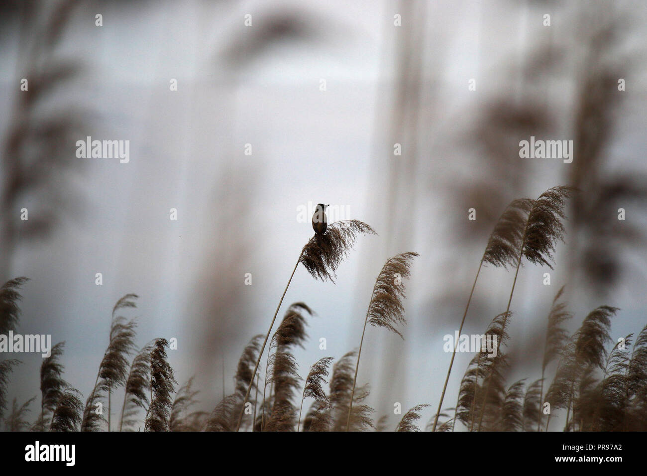 A small bird standing on a cane Stock Photo - Alamy