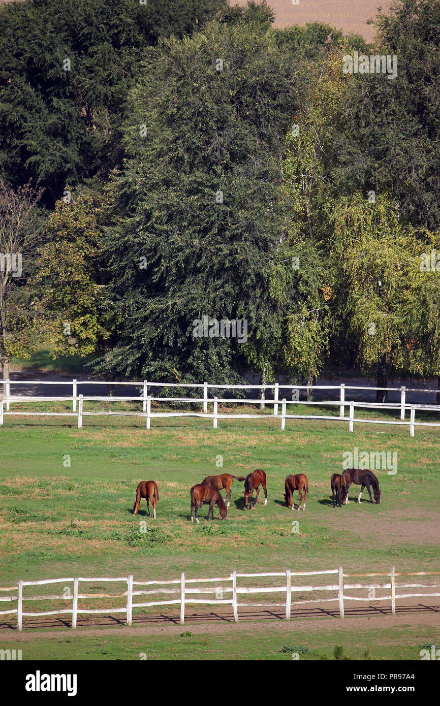 Horses on farm eat grass hi-res stock photography and images - Alamy