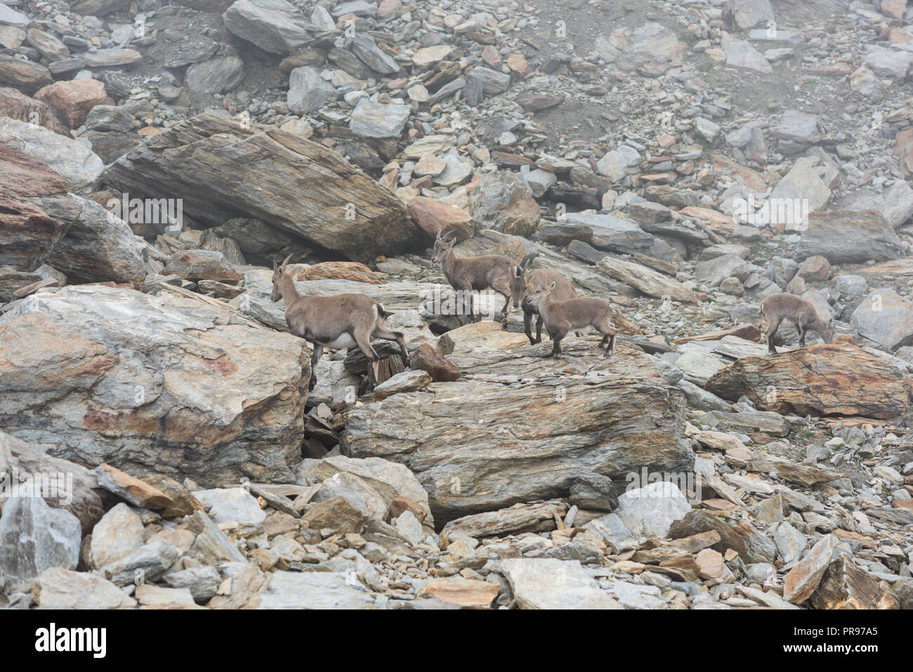ibex family in switzerland alps, Hohsaas 3200m ü. M Stock Photo - Alamy