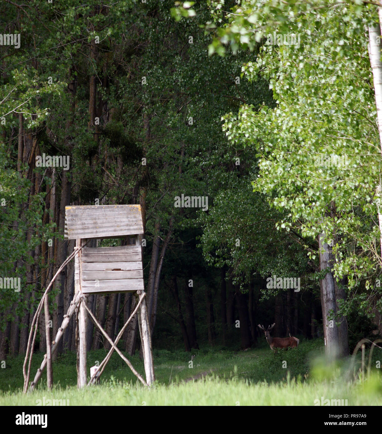 Hunter forest hi-res stock photography and images - Alamy