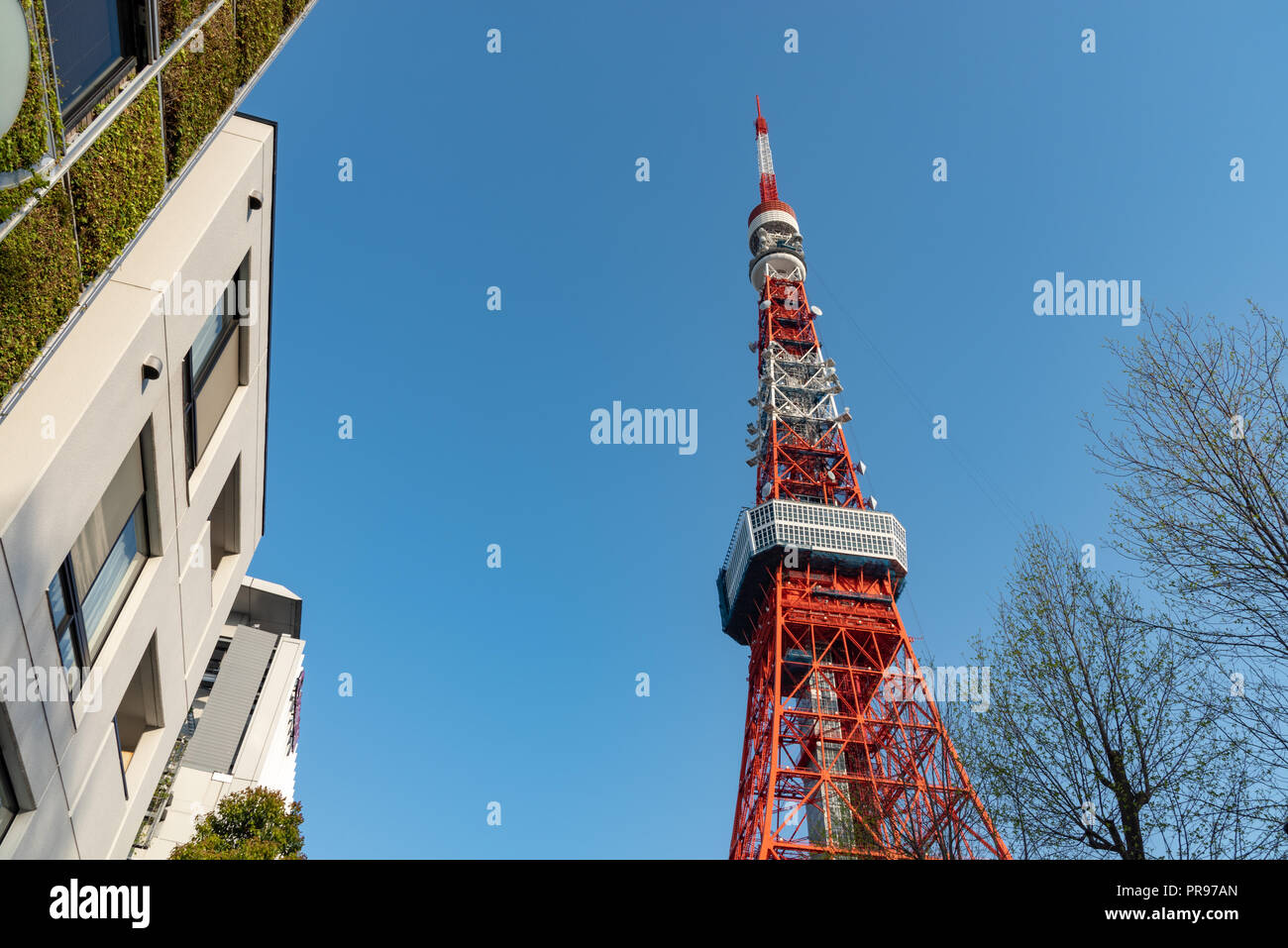 Tokyo tower and Sakura Cherry blossom in spring season at Tokyo, Japan ...