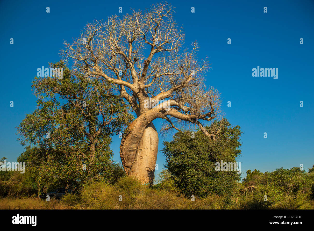 Two Babobab trees hugging twirled around each other called the 'Baobab ...