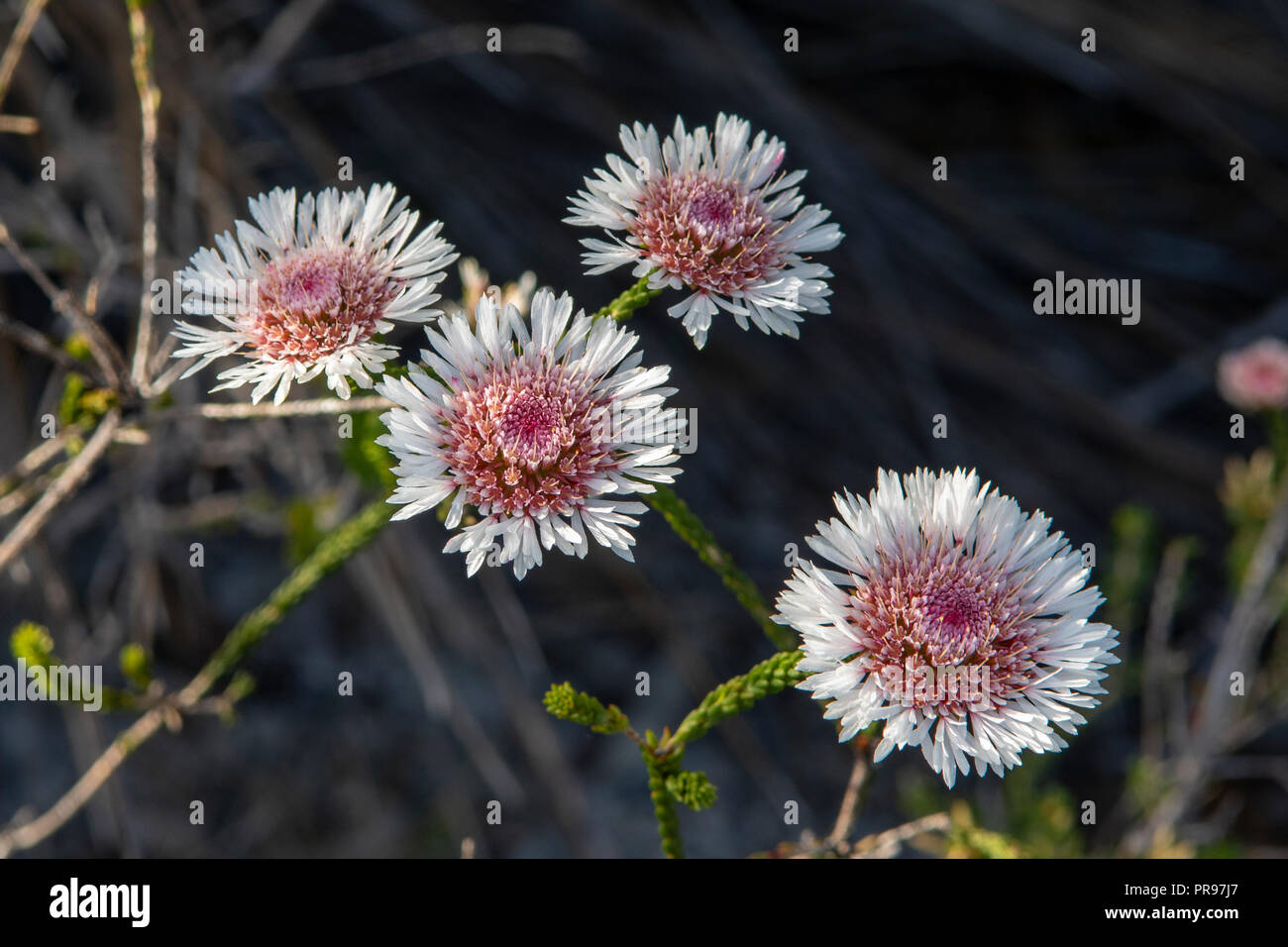 Australian native daisy hi-res stock photography and images - Alamy