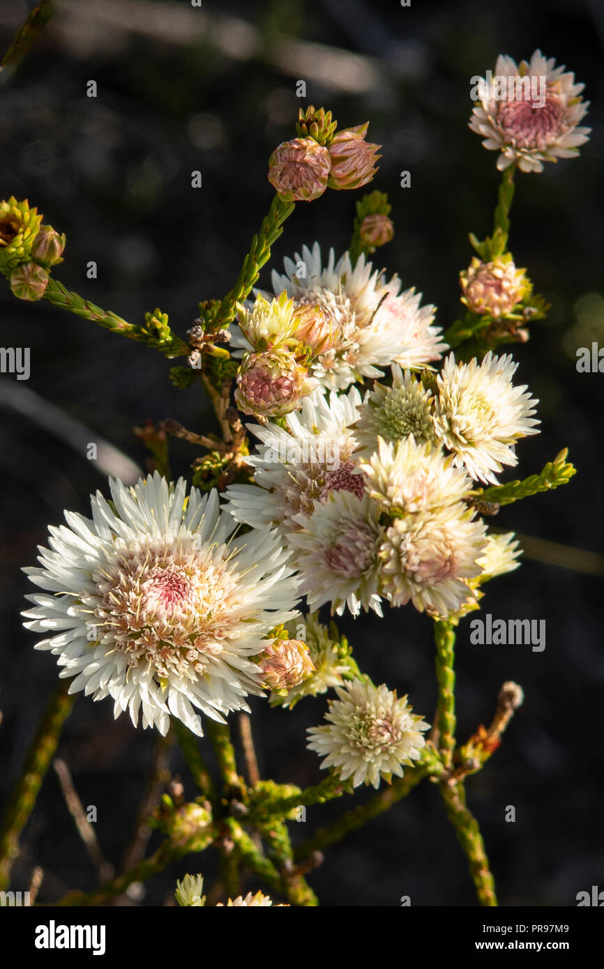 Cunninghamii hi-res stock photography and images - Alamy