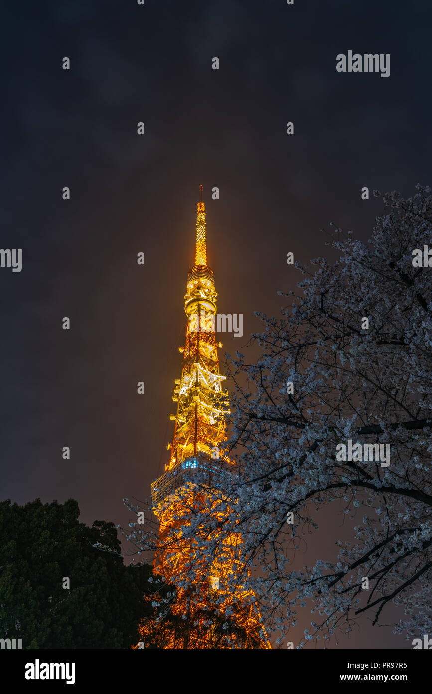 Tokyo tower and Sakura Cherry blossom in spring season at Tokyo, Japan ...
