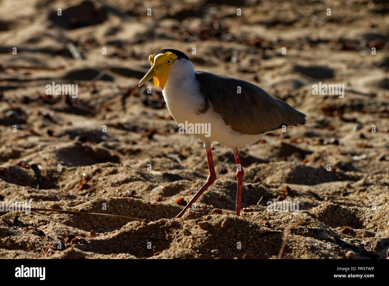 Queensland masked lapwing vanellus miles hi-res stock photography and ...