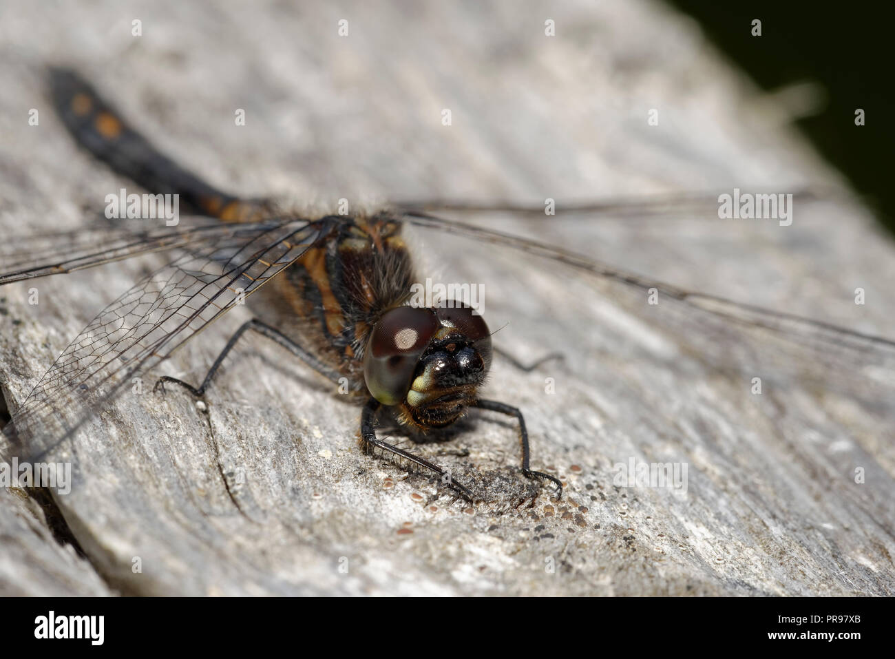Black Darter Dragonfly - Sympetrum danae Male closeup at rest Stock ...