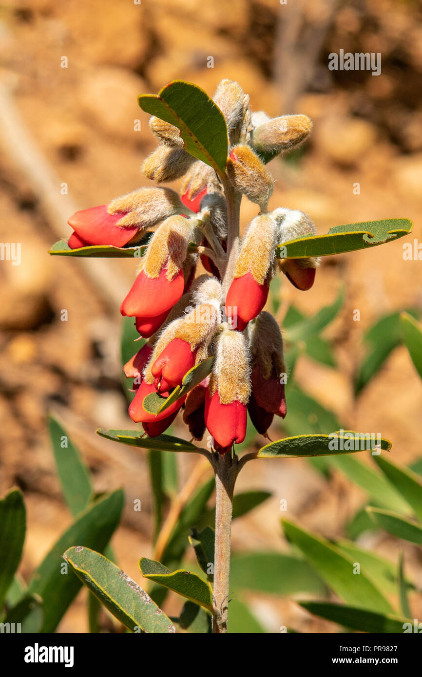 Australian native flower mountain hi-res stock photography and images ...