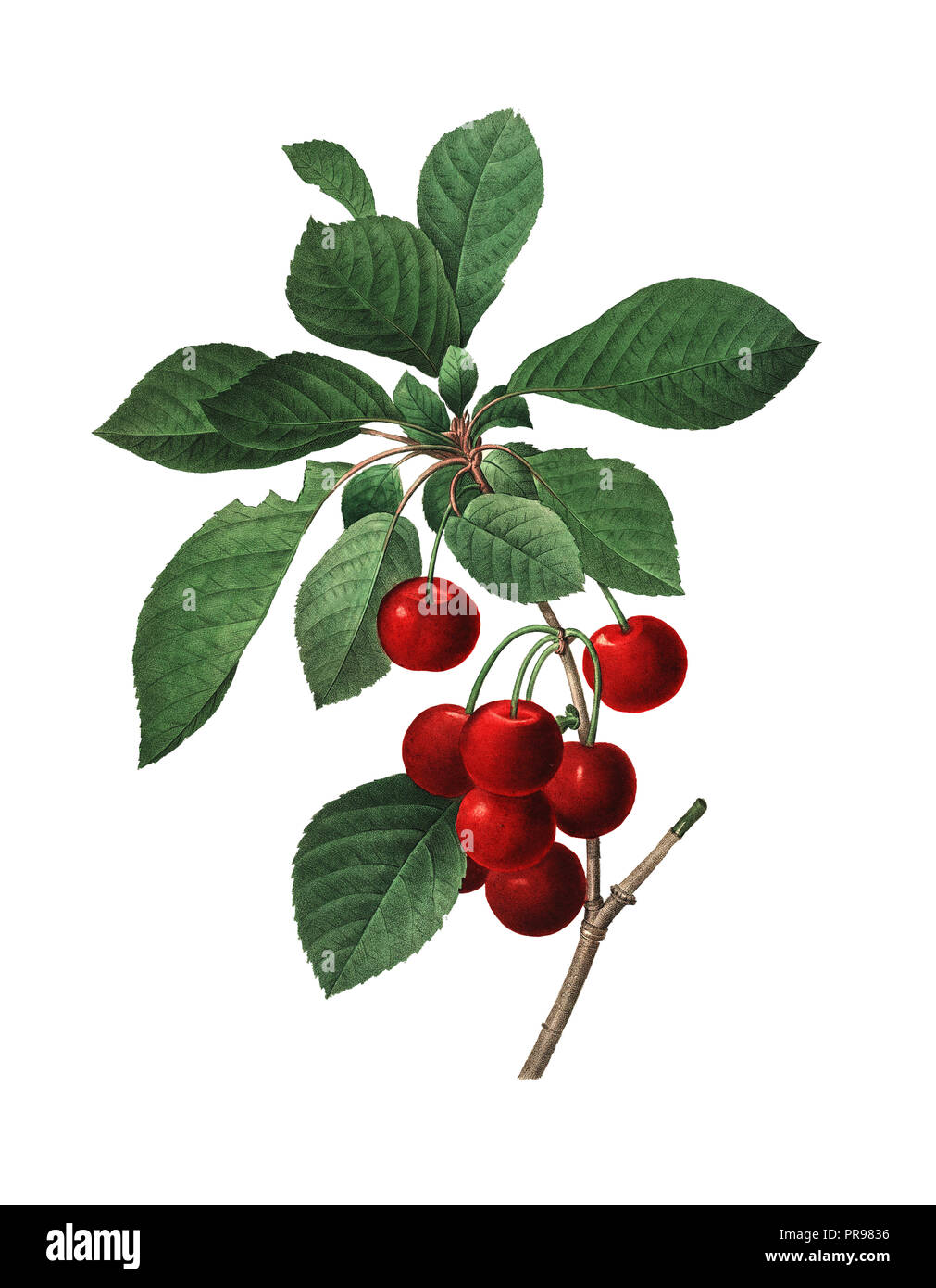 19th-century illustration of a Royal Cherry. Engraving by Pierre-Joseph ...