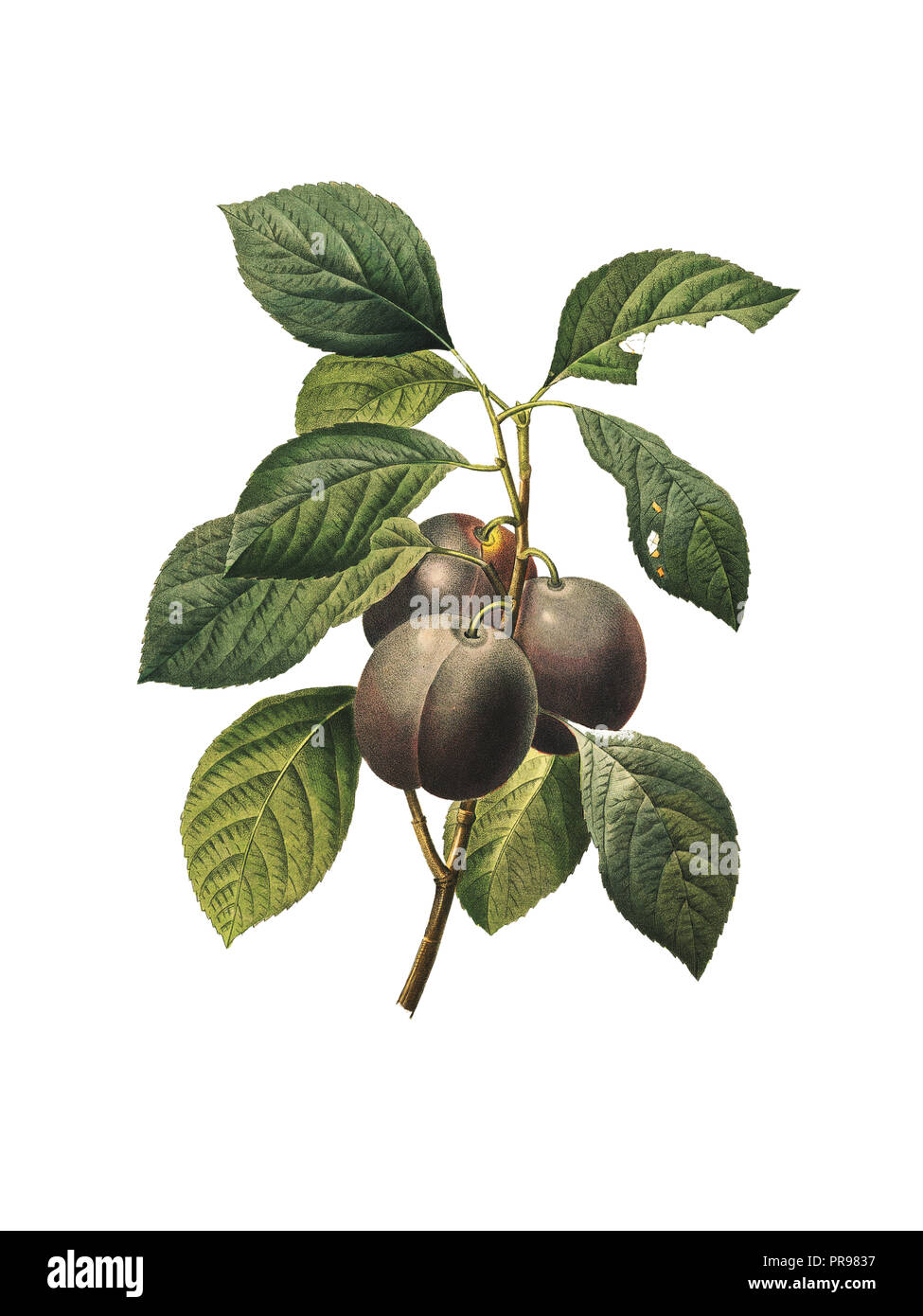 Botanical illustration of plum tree hi-res stock photography and images ...