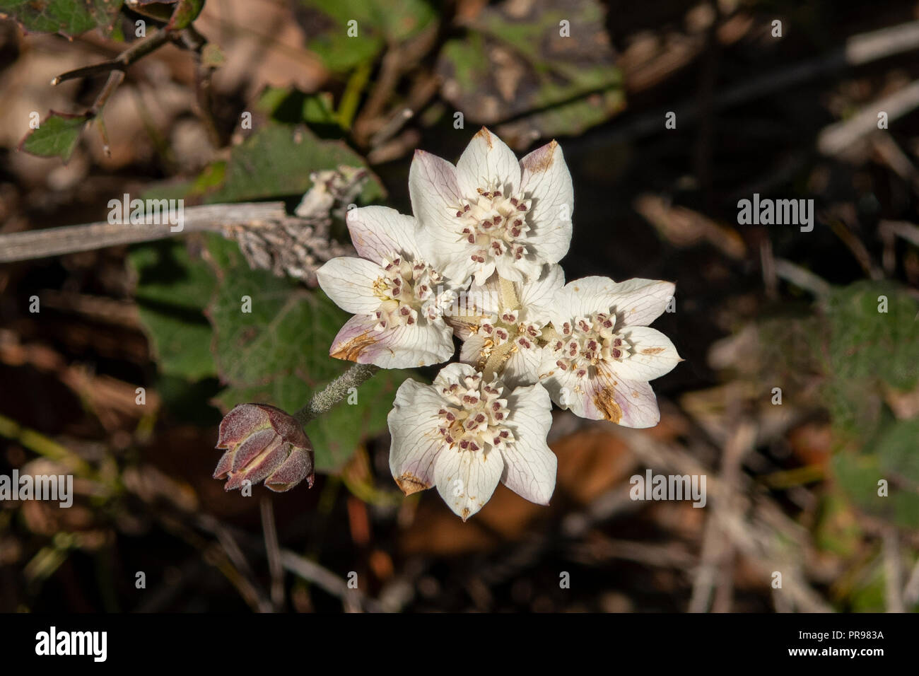 Xanthosia rotundifolia, Southern Cross Stock Photo - Alamy