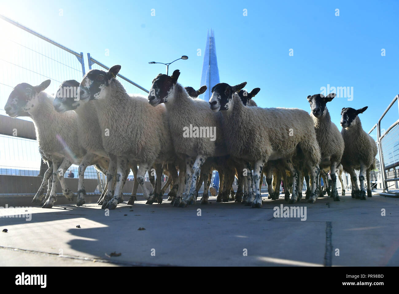 Freemen and Women of the City of London take up their historic ...