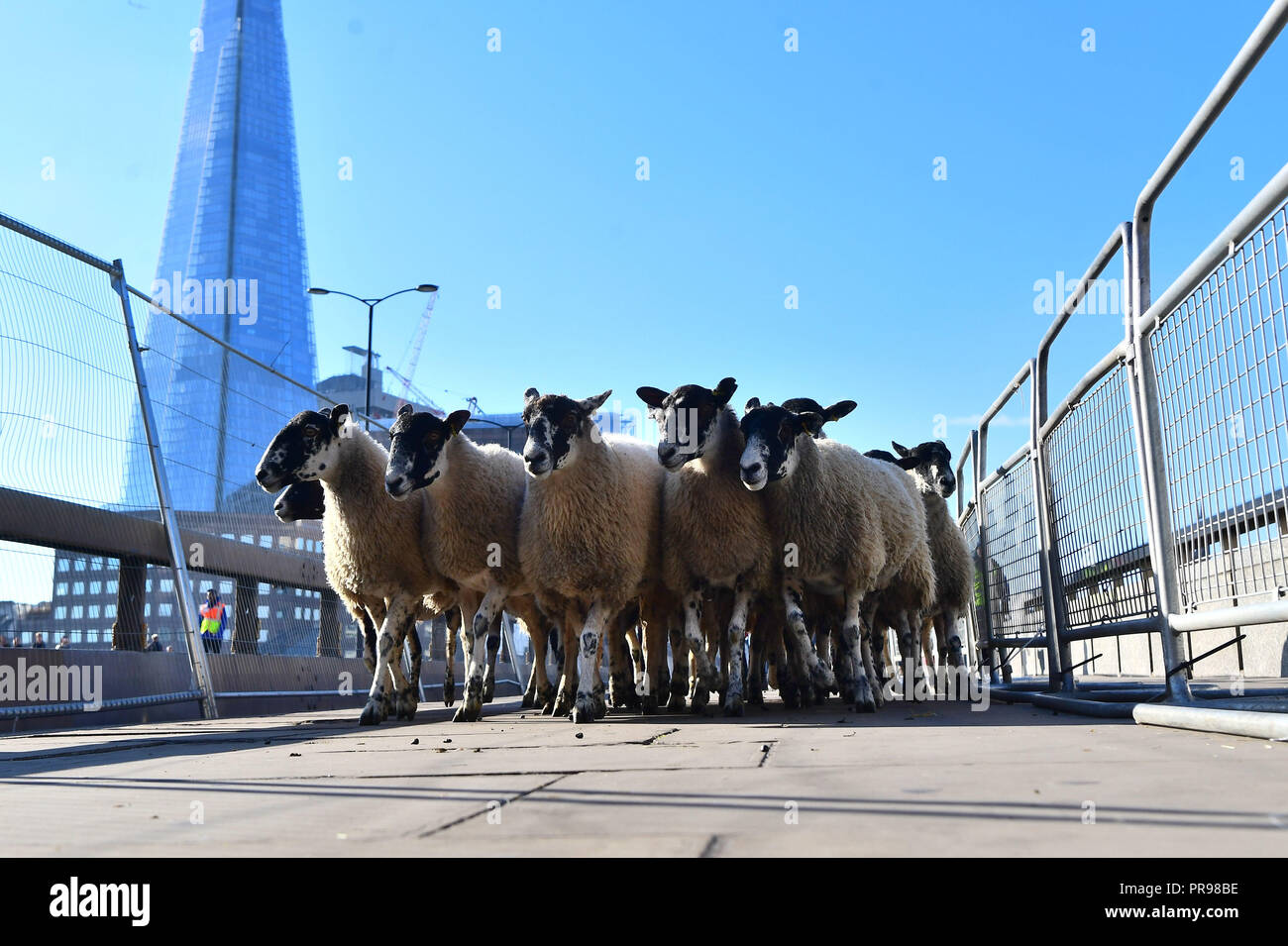 Freemen and Women of the City of London take up their historic ...