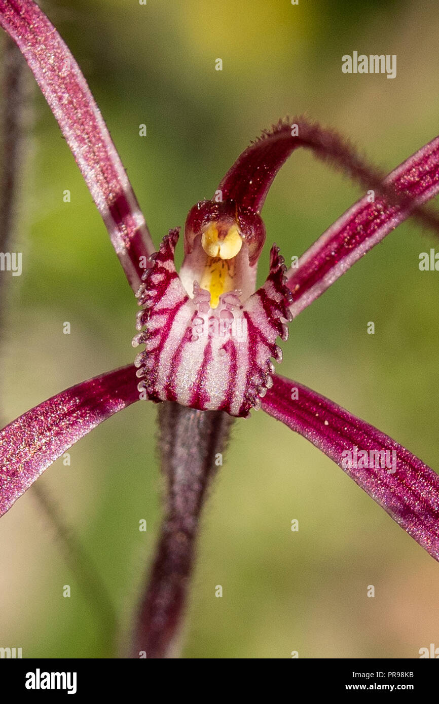 Red Spider Orchids