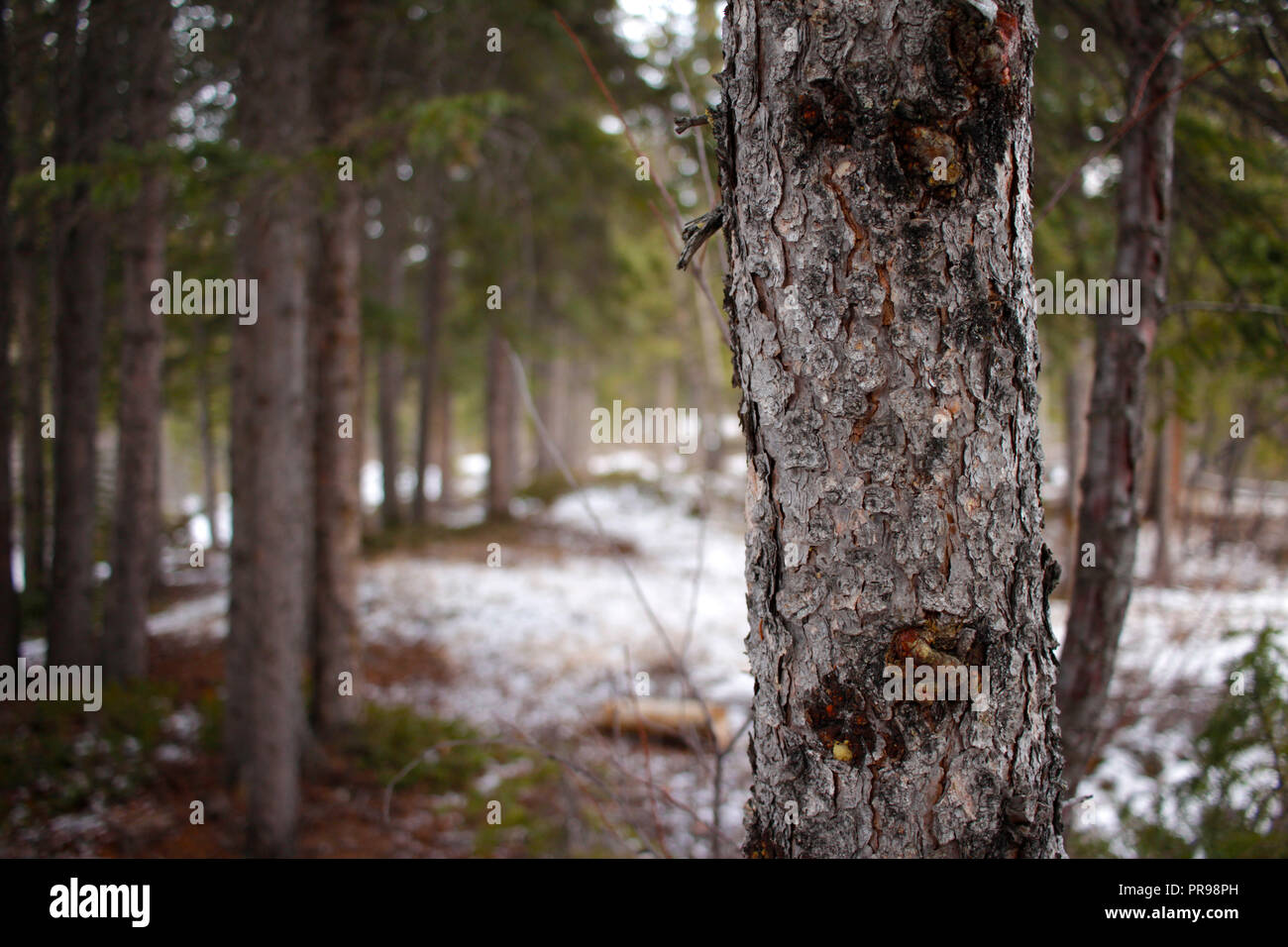 The rough bark of a fir tree in mid winter in the Rocky Mountains ...