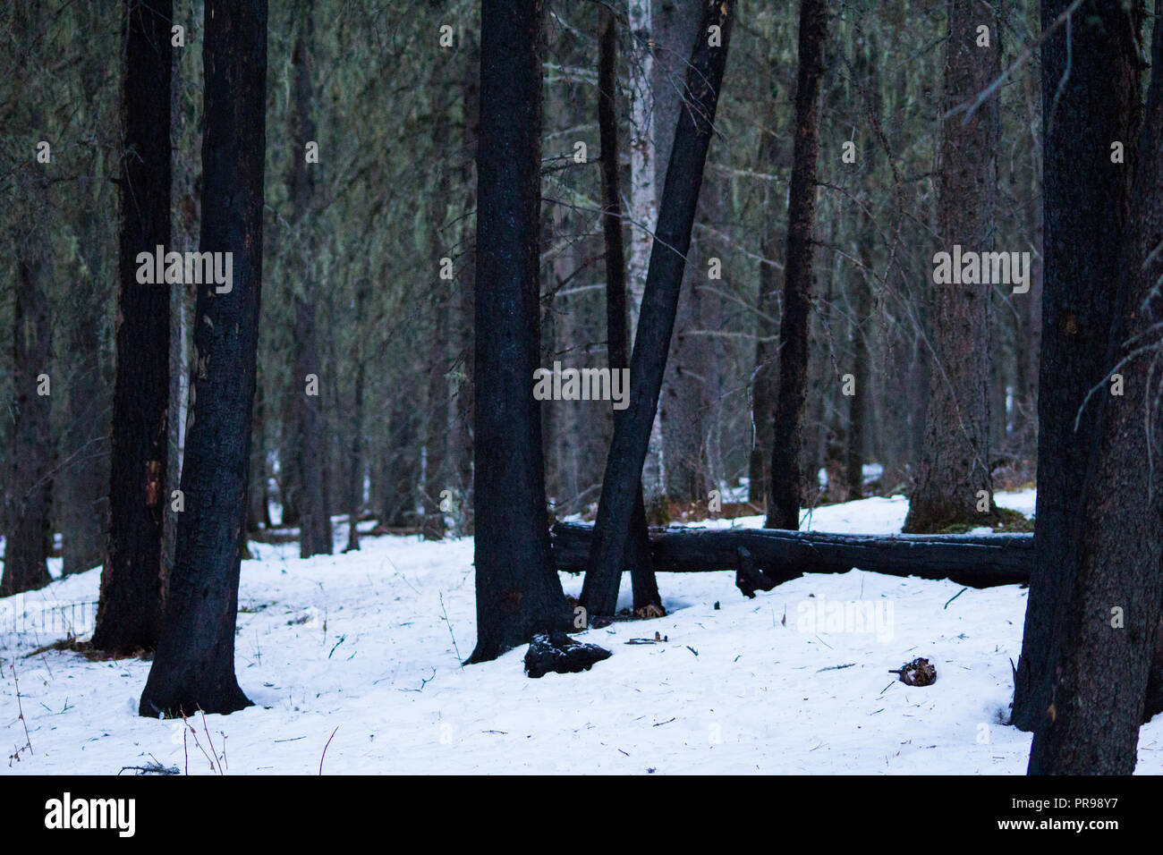 Blackened Tree Trunks High Resolution Stock Photography and Images - Alamy