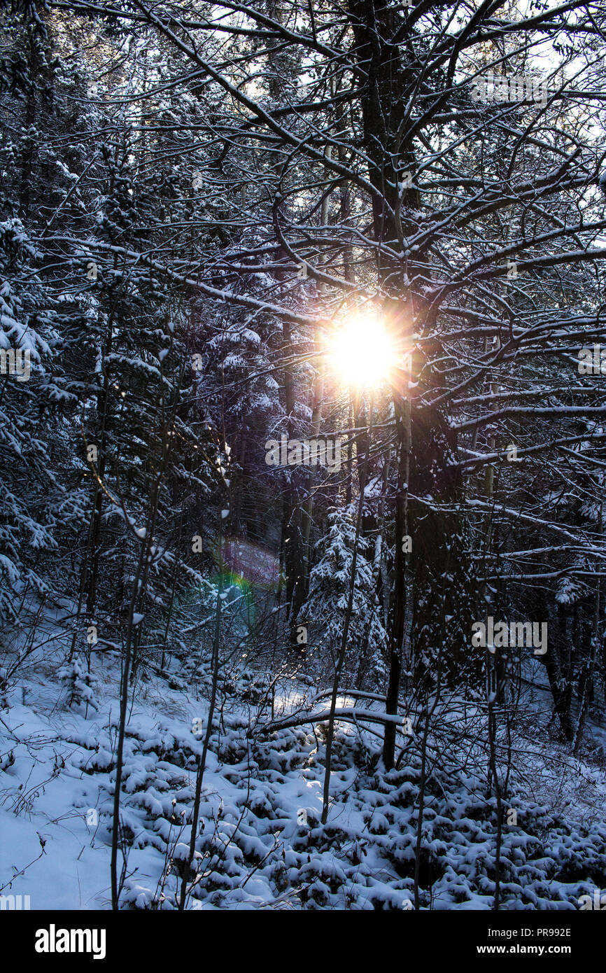 Silvertip fir hi-res stock photography and images - Alamy