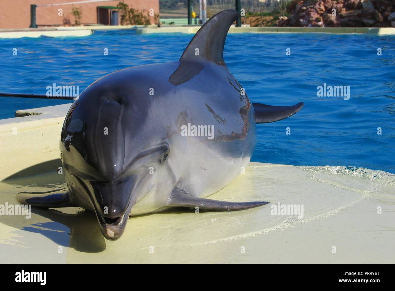 Dolphin outside the pool Stock Photo - Alamy