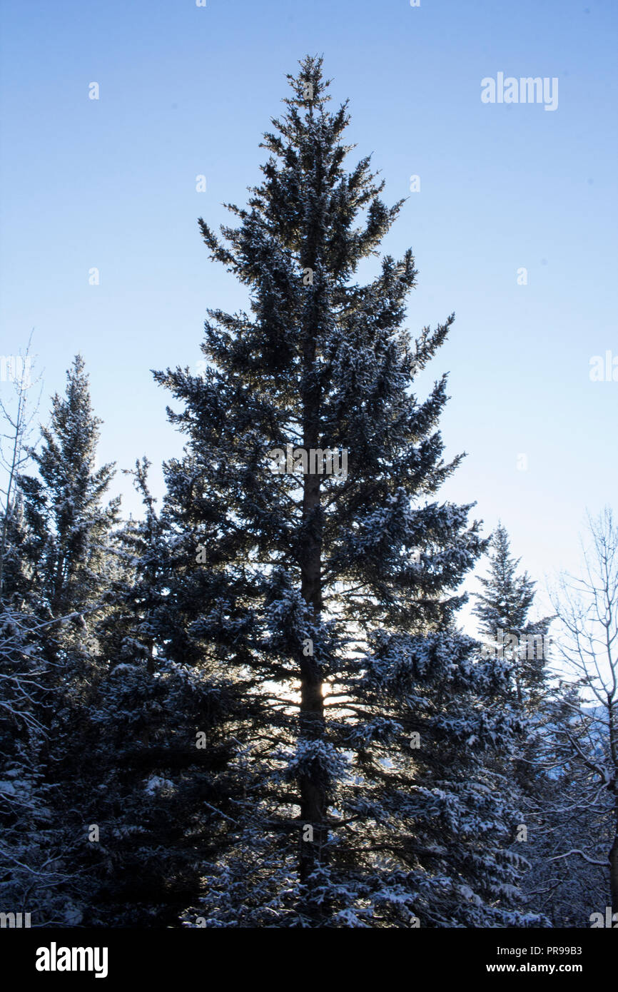 The sun lights up a spruce tree from behind on a snowy winter day Stock ...