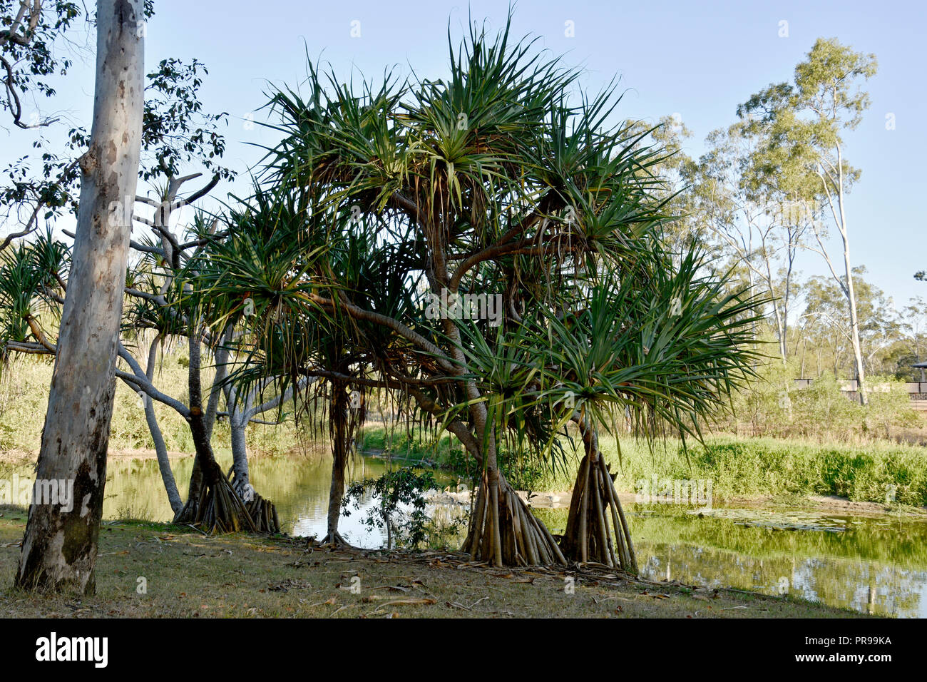 Pandanus trees on river bank hi-res stock photography and images - Alamy