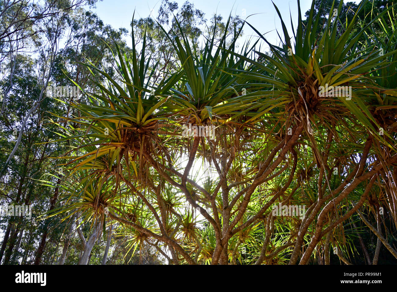 Pandanaceae hi-res stock photography and images - Alamy