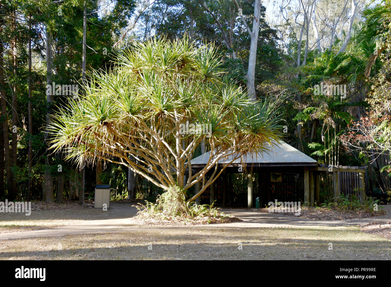 Pandanus trees hi-res stock photography and images - Alamy