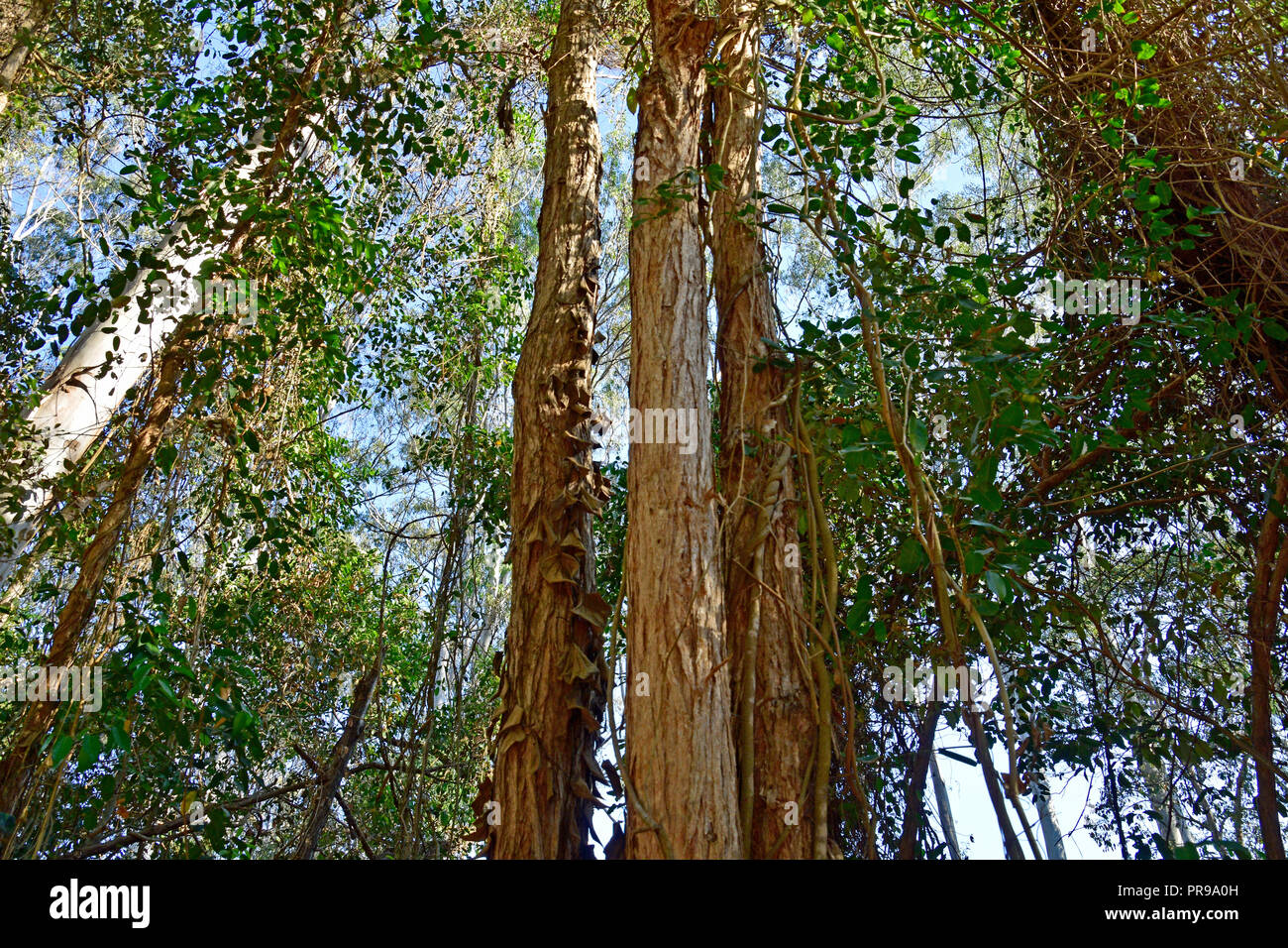 YOUNG FERN LEAF BUD Stock Photo - Alamy