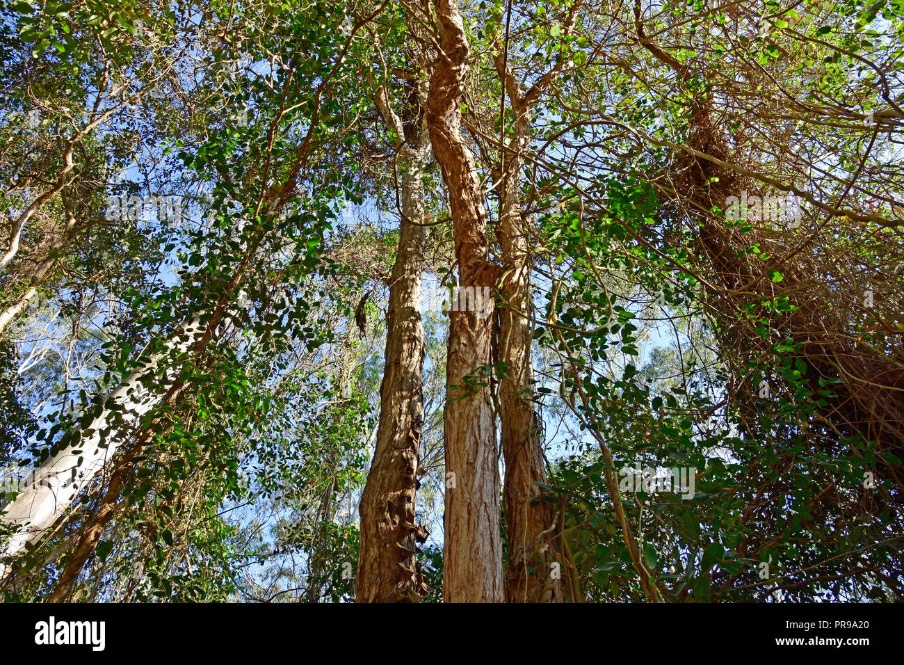 YOUNG FERN LEAF BUD Stock Photo - Alamy