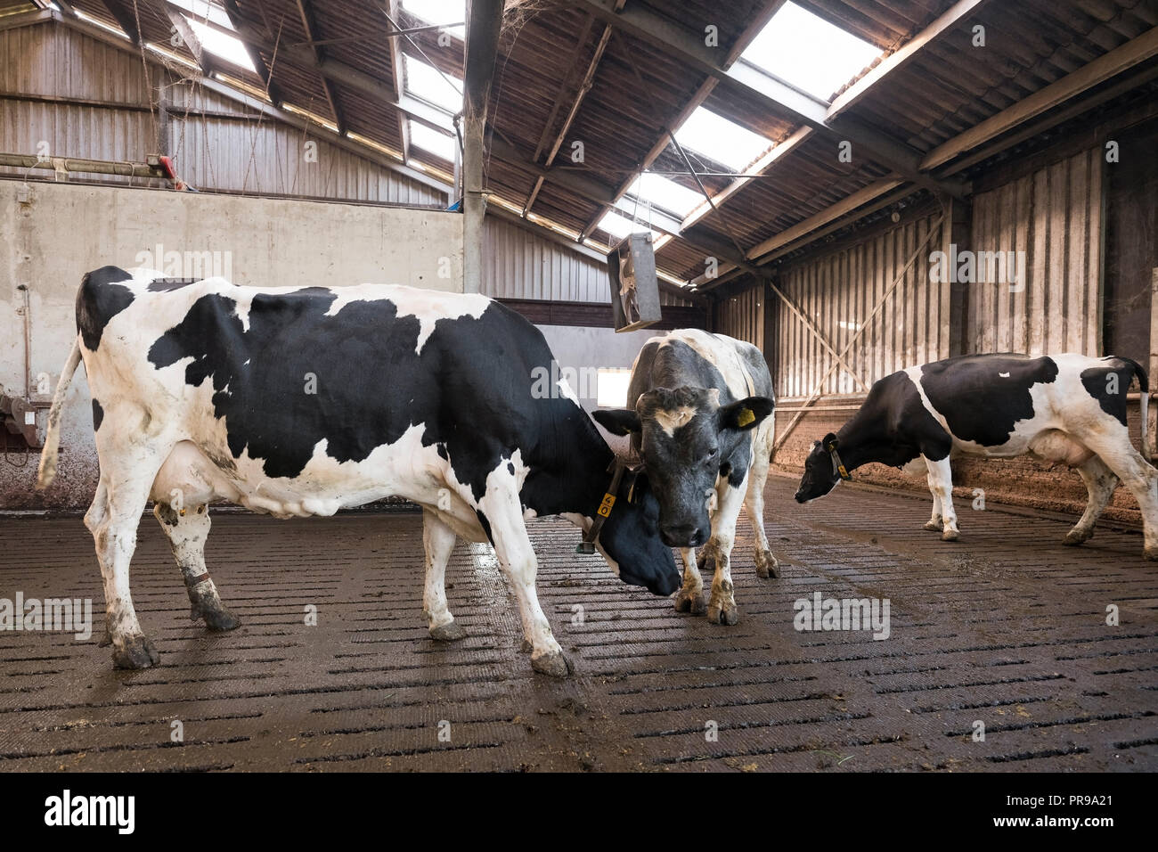 two spotted holstein cows and bull inside barn on dutch farm in holland ...