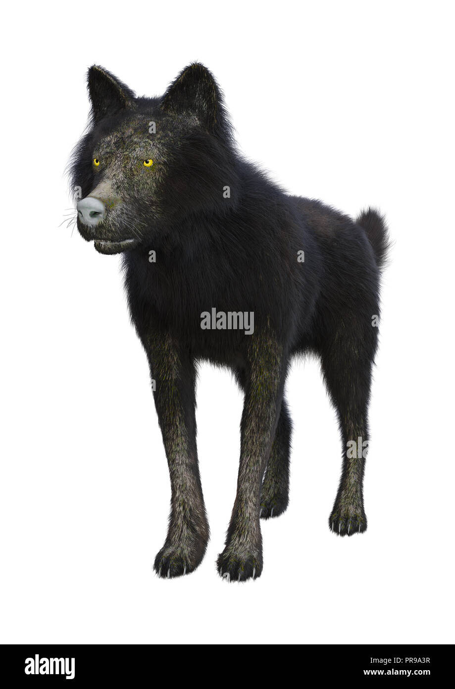 3D rendering of a black wolf isolated on white background Stock Photo ...