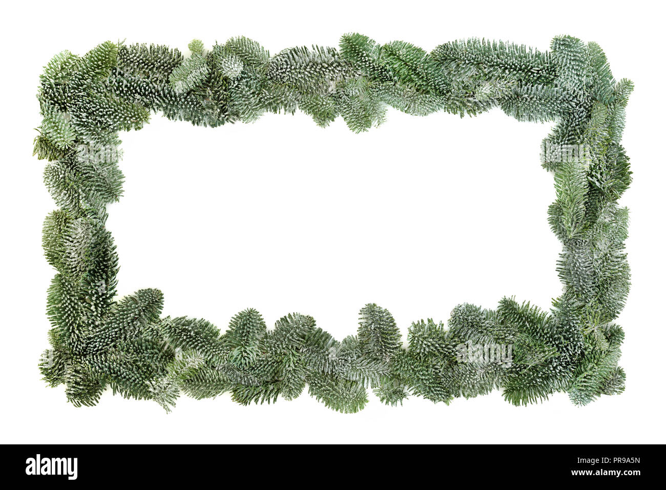 Snow covered spruce pine fir background for a winter and Christmas ...