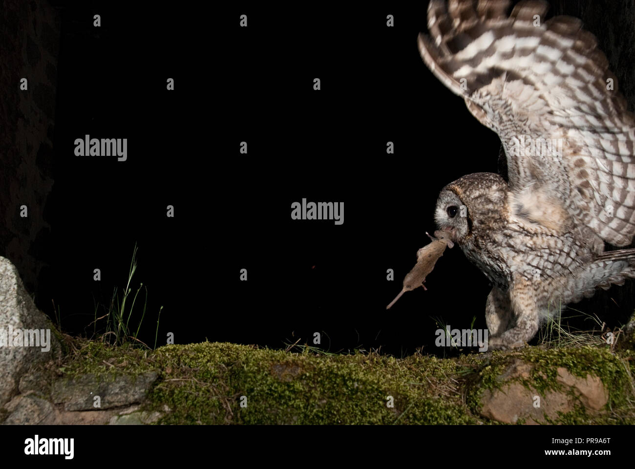 A Tawny owl, hunting mouse, rural environment, flying Stock Photo - Alamy