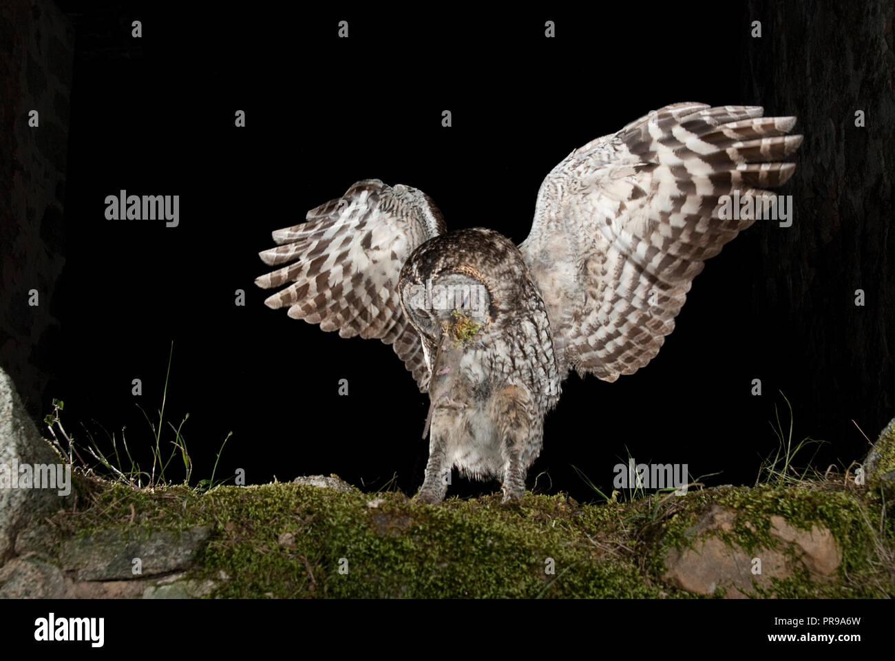 A Tawny owl, hunting mouse, rural environment, flying Stock Photo - Alamy