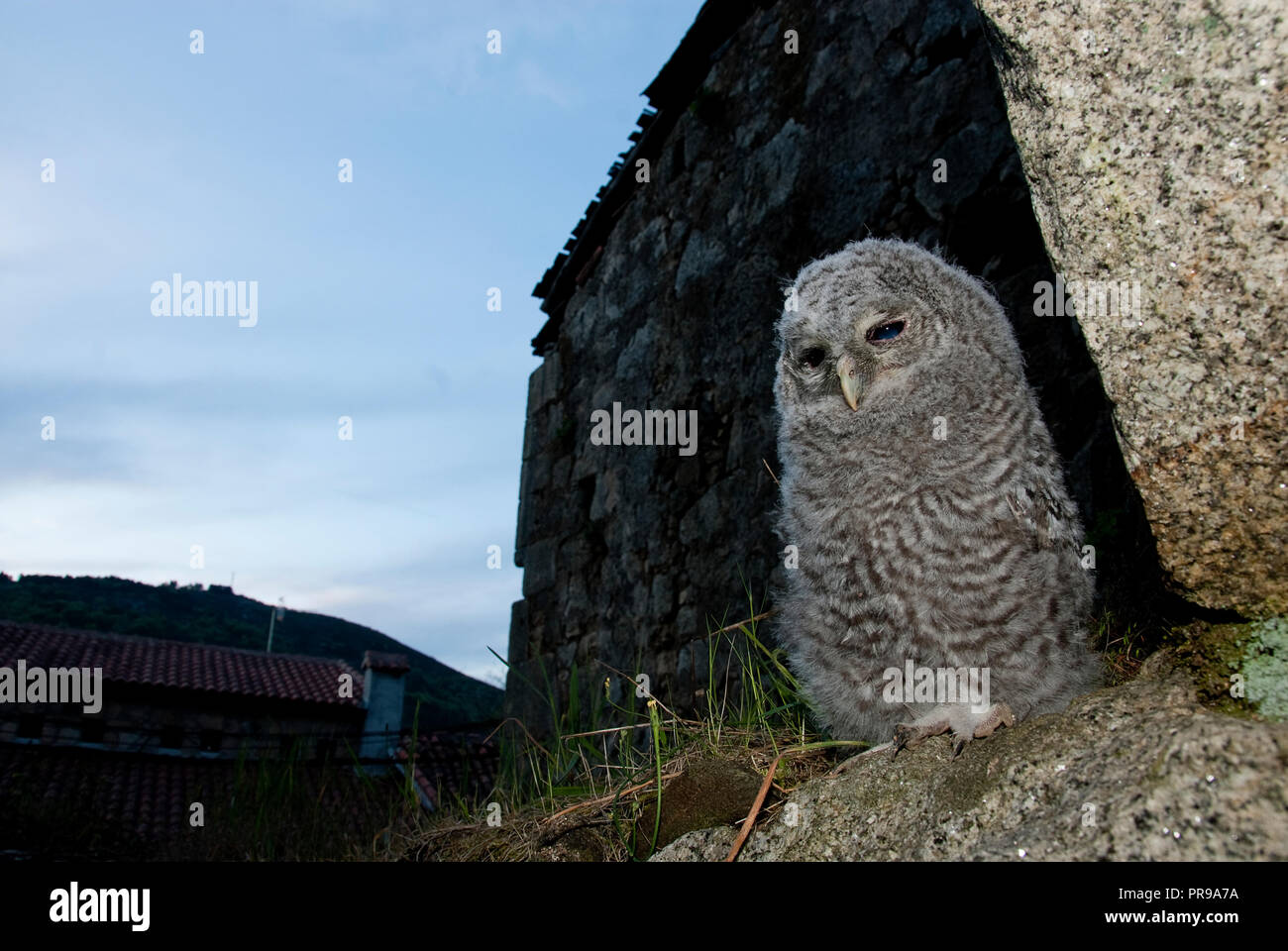Cute young tawny owls hi-res stock photography and images - Alamy