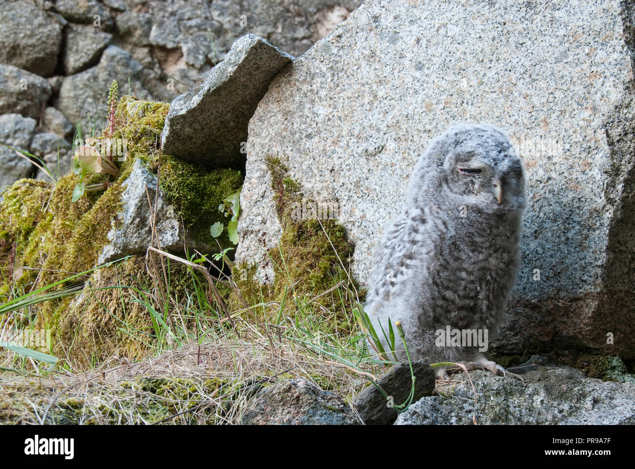 Cute young tawny owls hi-res stock photography and images - Alamy