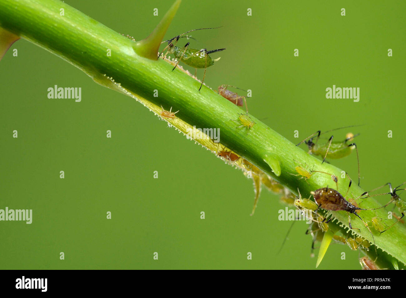 aphids on a branch, orchard, garden insects, rose Stock Photo - Alamy