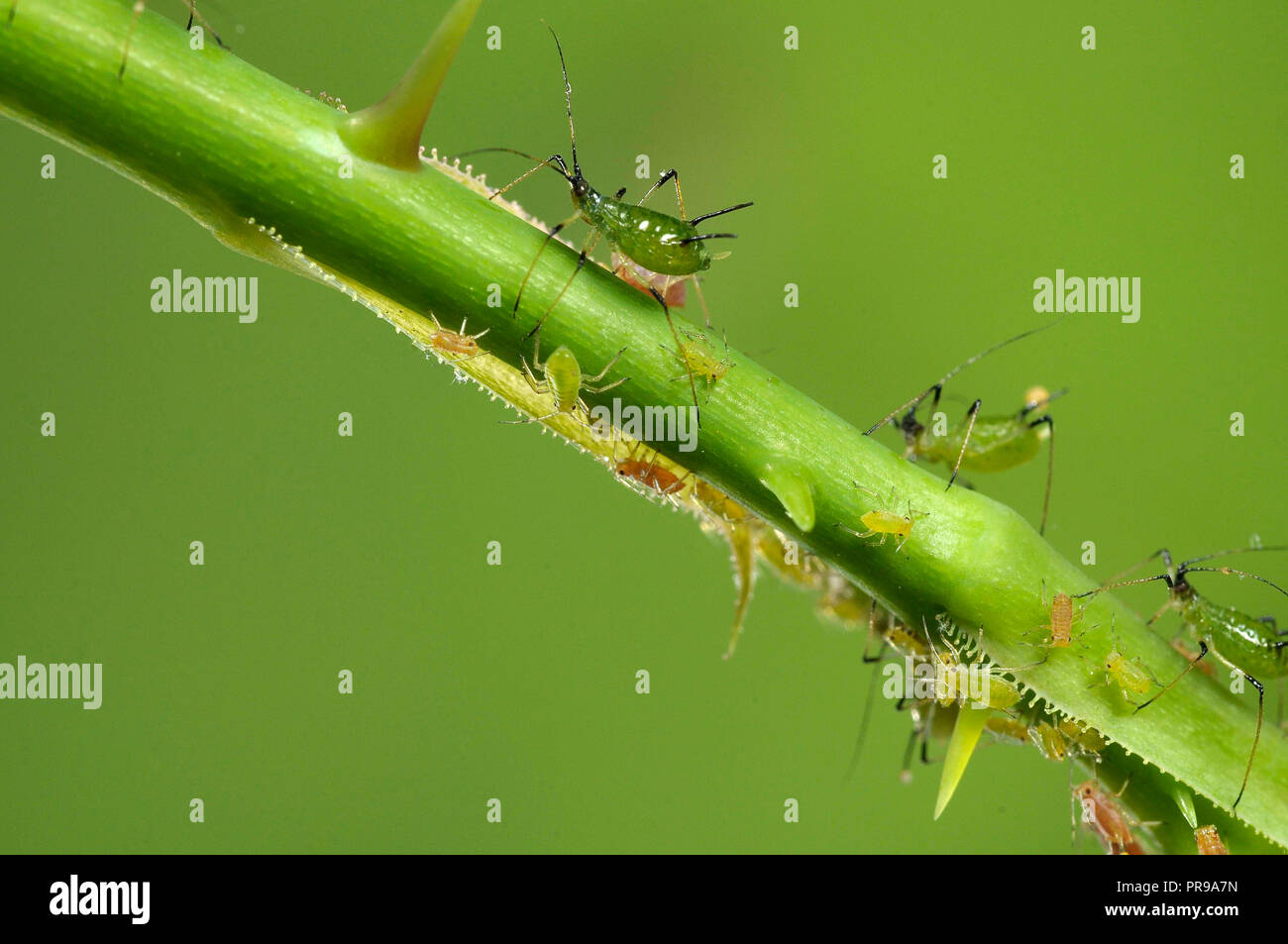 aphids on a branch, orchard, garden insects, rose Stock Photo - Alamy