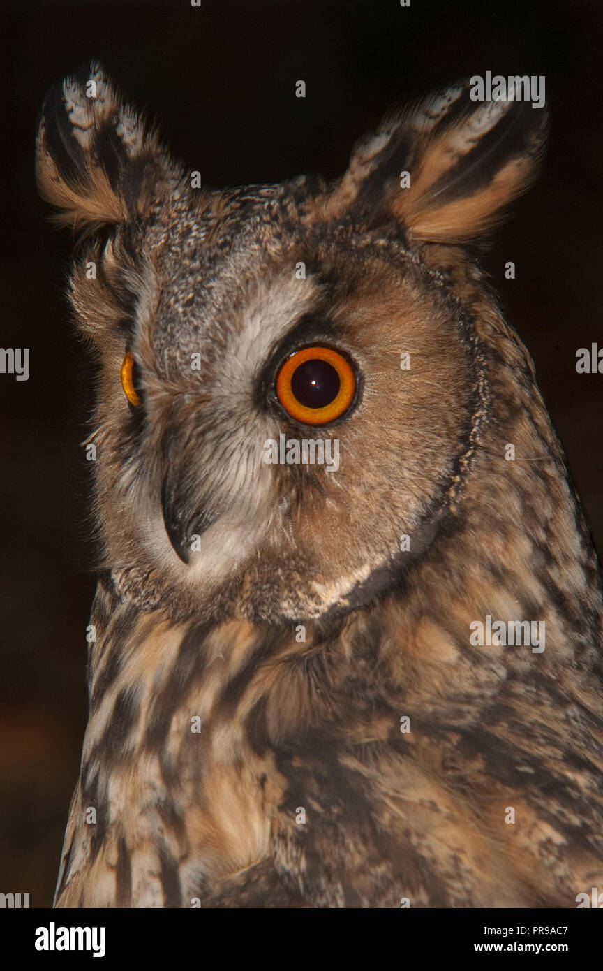 Long-eared owl (Asio otus), portrait with black background, ears and ...