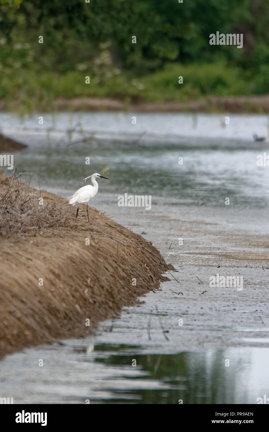 Animals in paddy field hi-res stock photography and images - Alamy