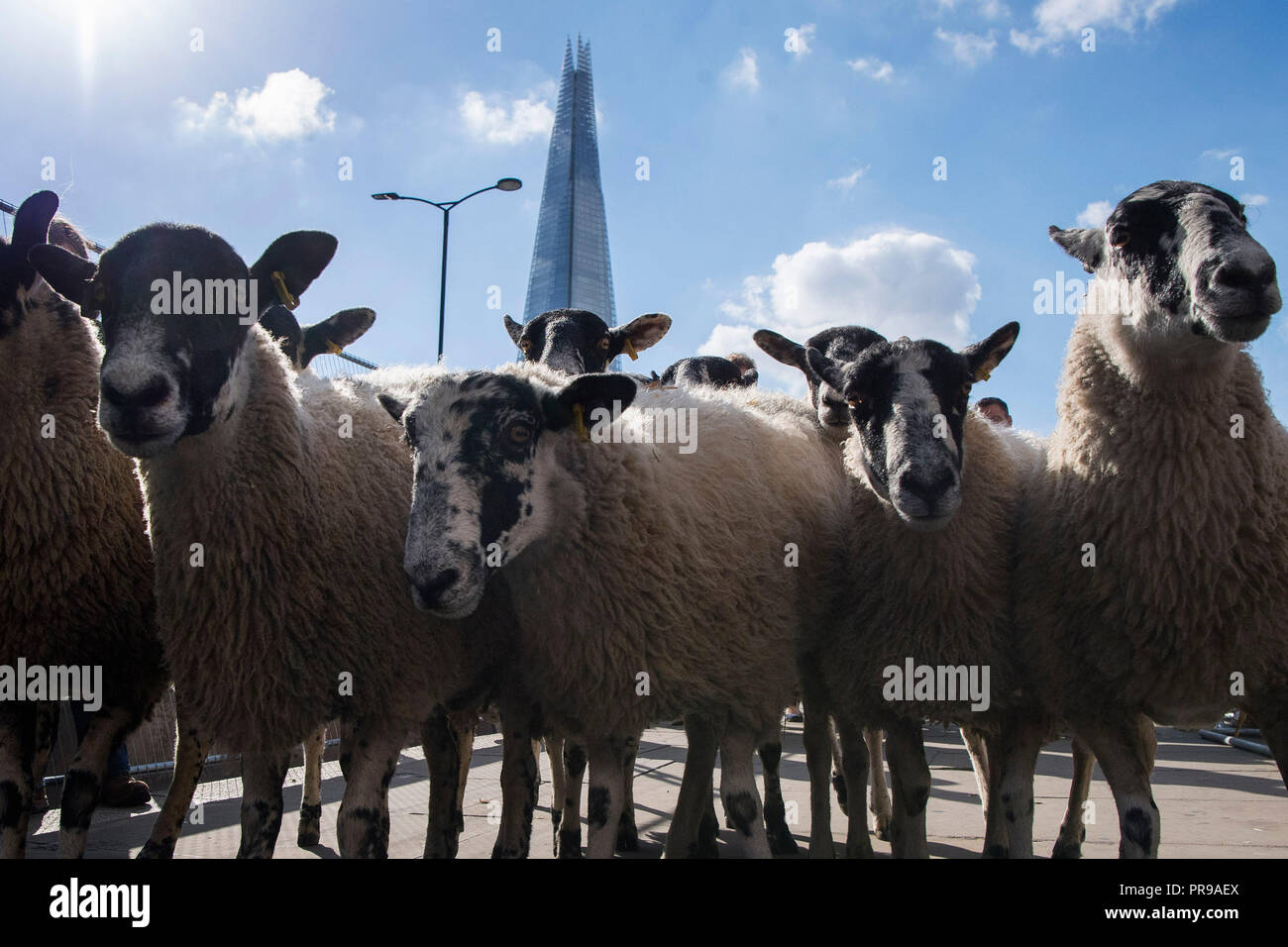 Sheep and the shard hi-res stock photography and images - Alamy