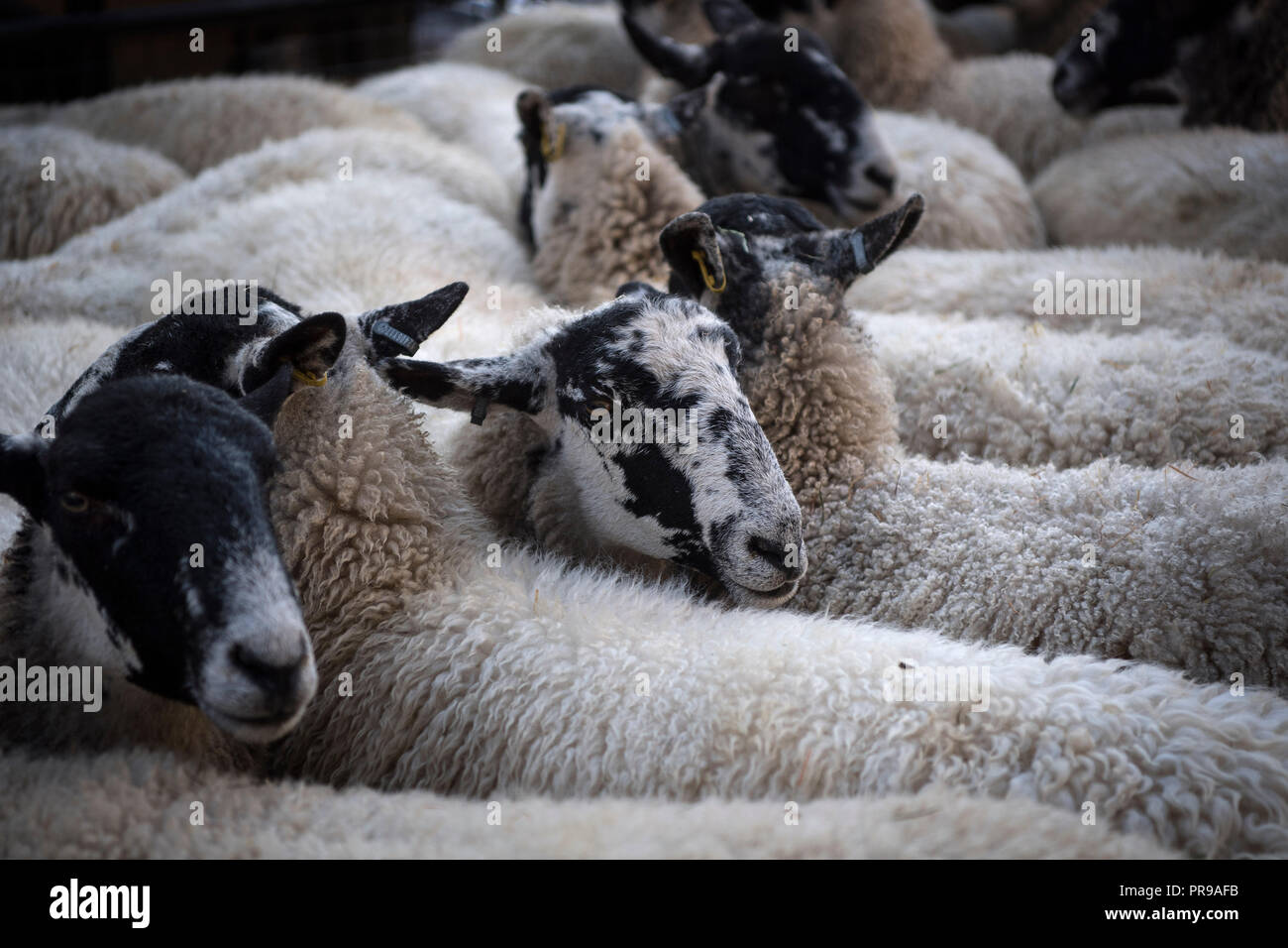 Sheep on London Bridge, as more than 600 Freemen and Women of the City ...