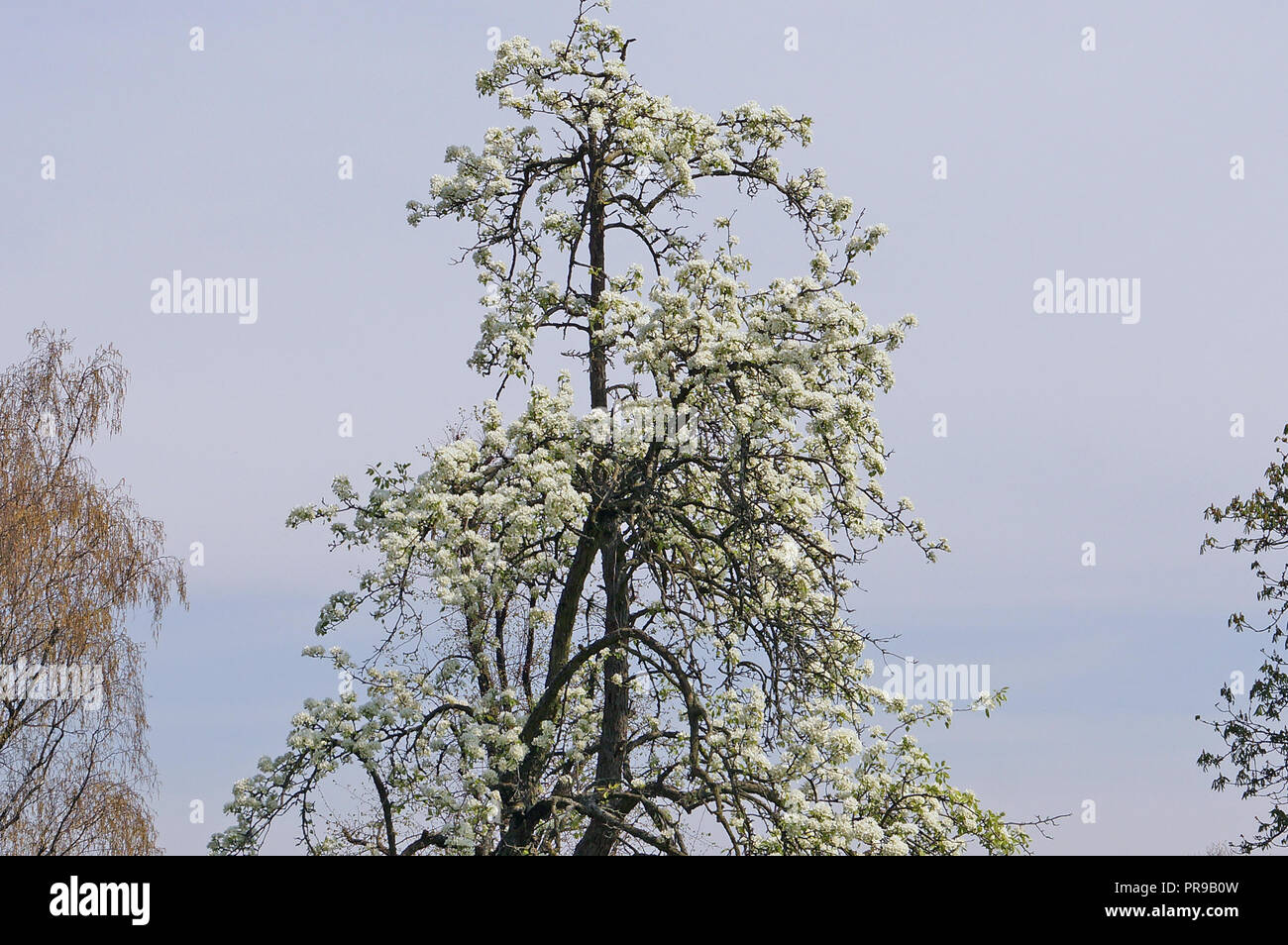 Impressive tree hi-res stock photography and images - Alamy