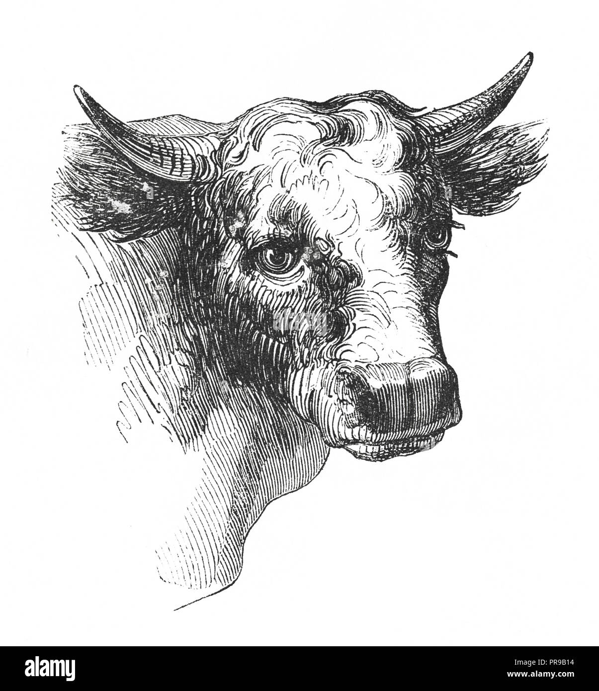 Ox head hi-res stock photography and images - Alamy