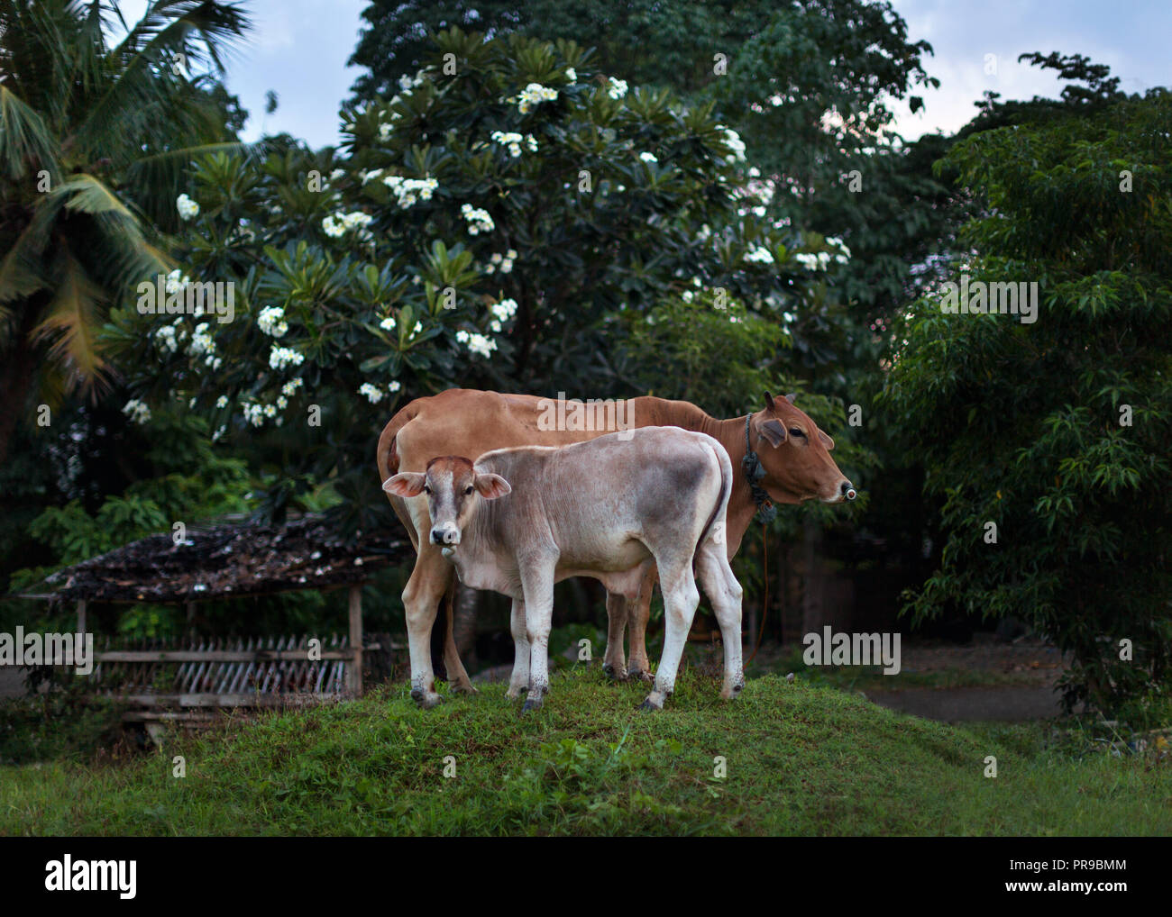 cow and her calf browsing in grass in a rural tranquil scene Stock ...