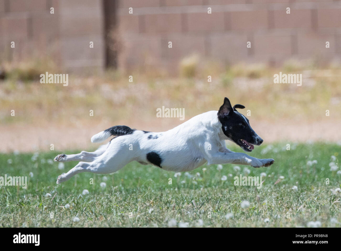 Fox terrier dog running hi-res stock photography and images - Alamy