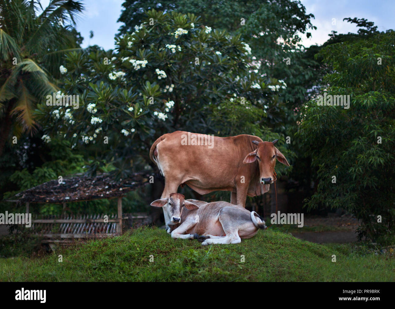 Cebu cattle hi-res stock photography and images - Alamy
