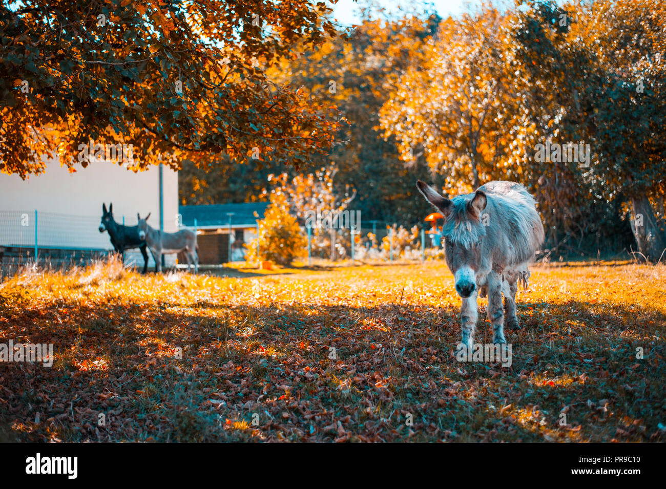Donkey stands hi-res stock photography and images - Alamy